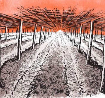 Ginseng Roots #1-3 - The Comics Journal