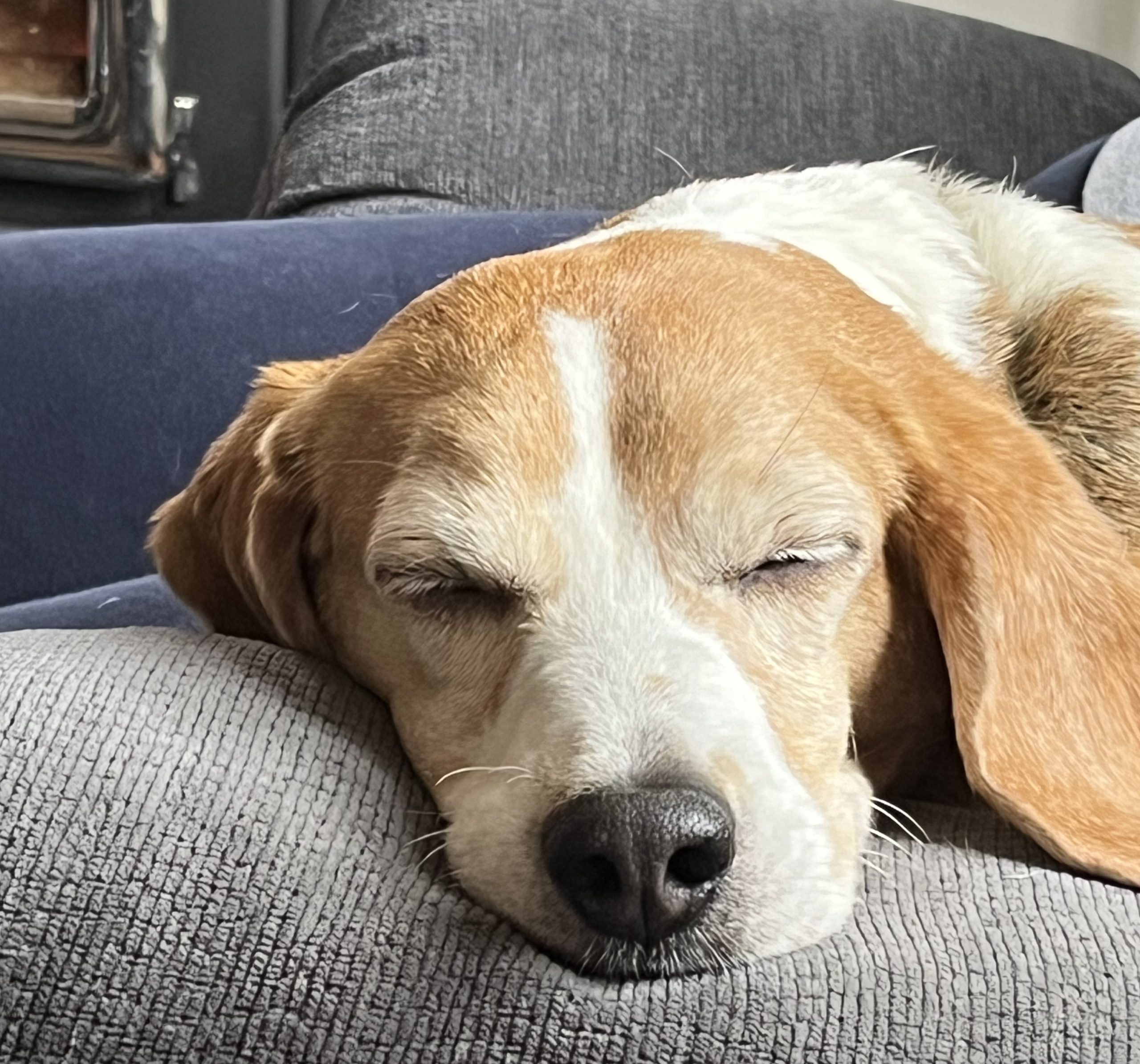 Excellent Italian Greyhound - This Week's Links - The Comics Journal